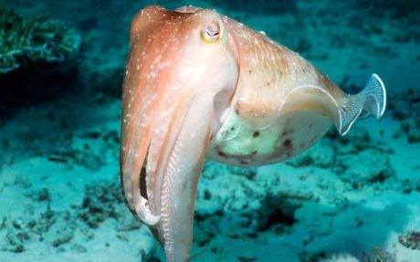 ΣΟΥΠΙΑ - parisfishing.gr